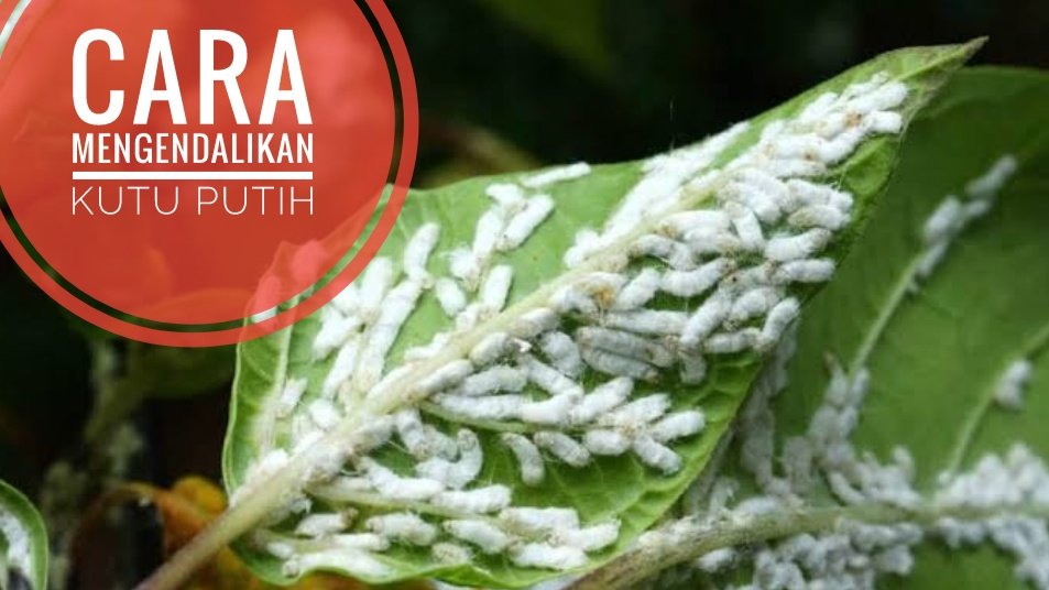 Kutu Putih pada Tanaman, Ini Cara Efektif Mengendalikannya - radar.co.id